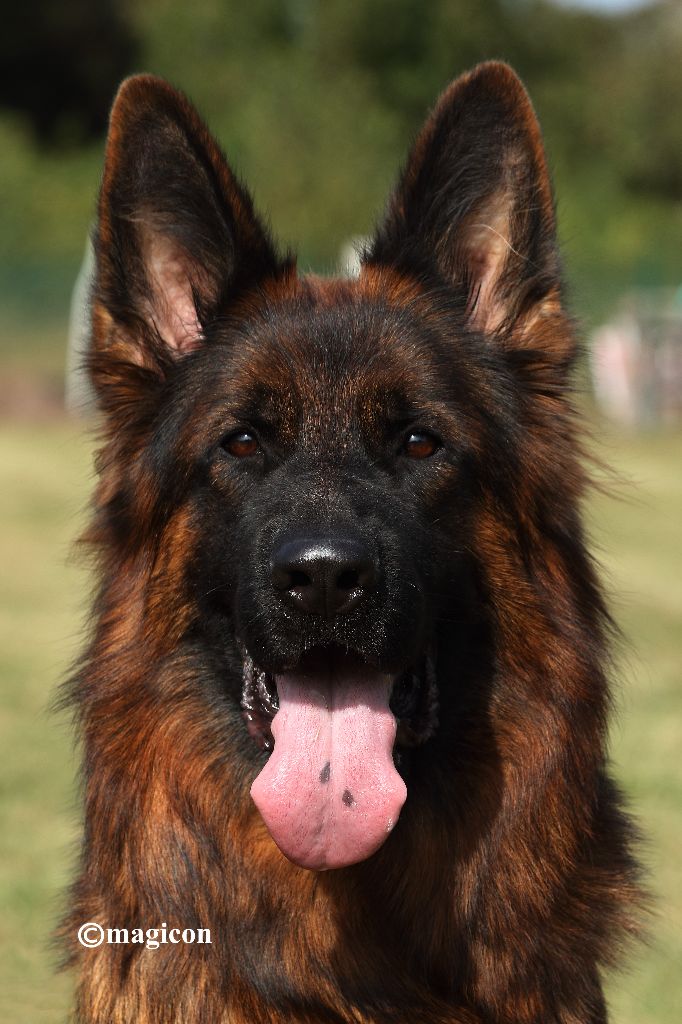 Contact - Elevage Légitime Démence - eleveur de chiens Berger Allemand ...