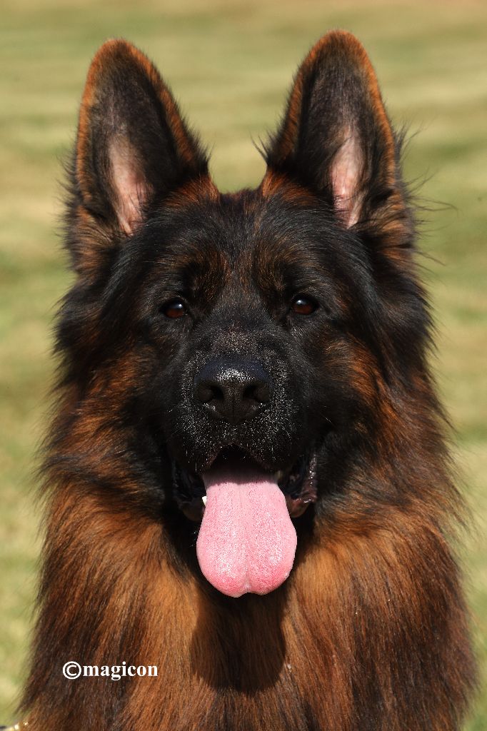 Chiots disponibles - Elevage Légitime Démence - eleveur de chiens ...
